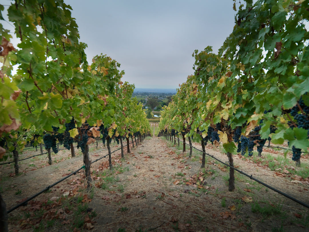 Padis Vineyards Gallery, Napa Valley